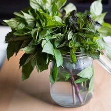 Consejos de Belleza con Albahaca